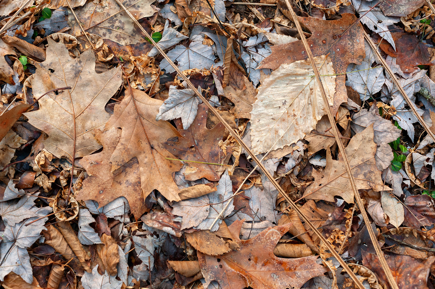 Oak, Beech & Maple Leaves | Eric Bailey Photography